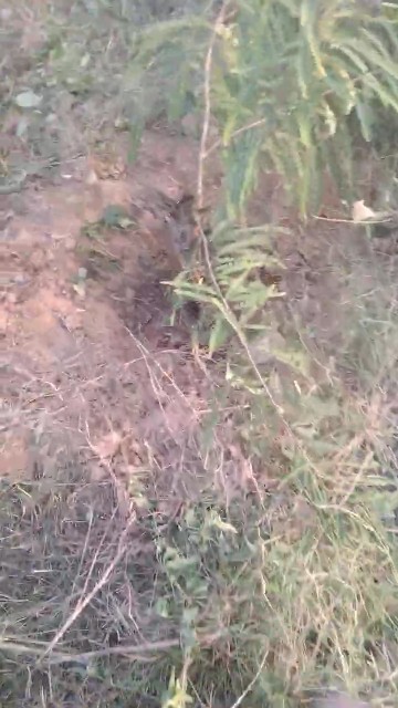 Hame tree lagane chaya#tree lagane ke phayede 😍😍😀 - YouTube