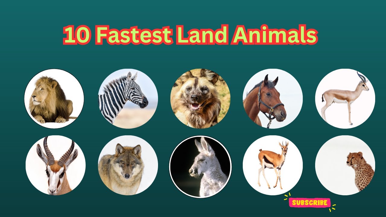 Unbelievable Speed: Top 10 Fastest Land Animals for kids! See animals ...
