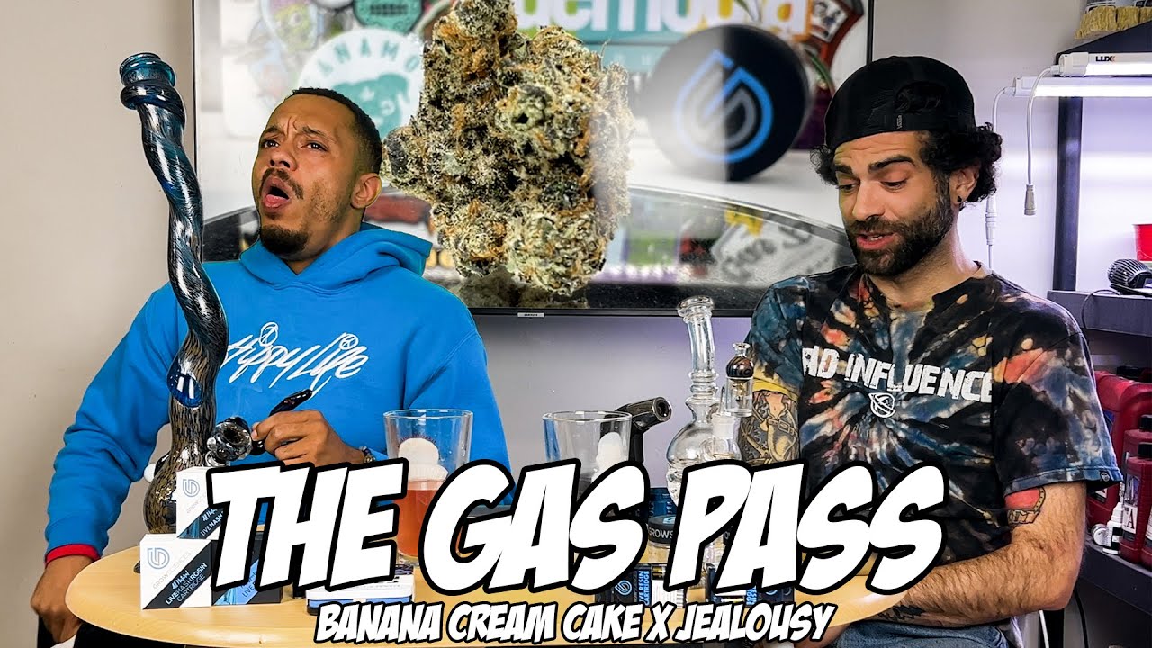 Grow Sciences - Banana Cream Cake x Jealousy Strain Review - YouTube