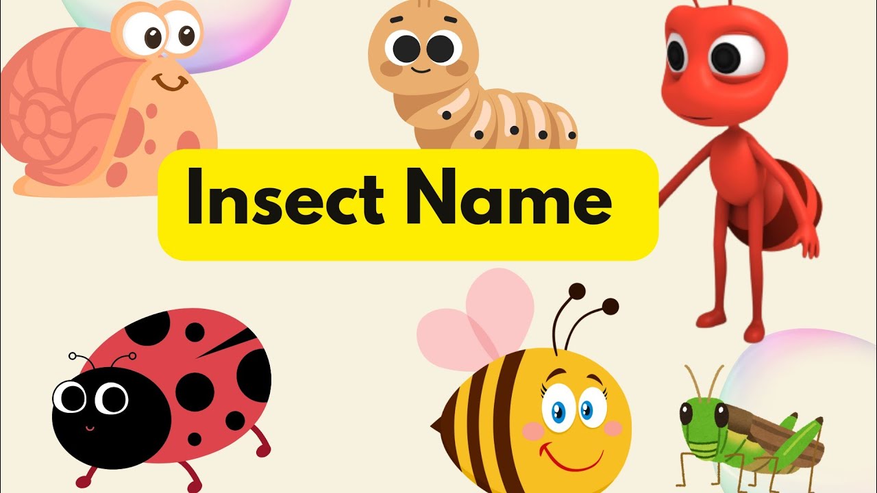 Insects and bugs | Learn insect and bugs Name in English with pictures ...
