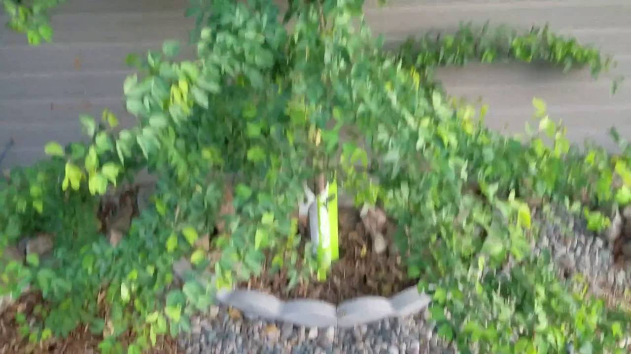 Guamachil Tree! Also known as Madras Thorn! Edible Seed Pods! - YouTube