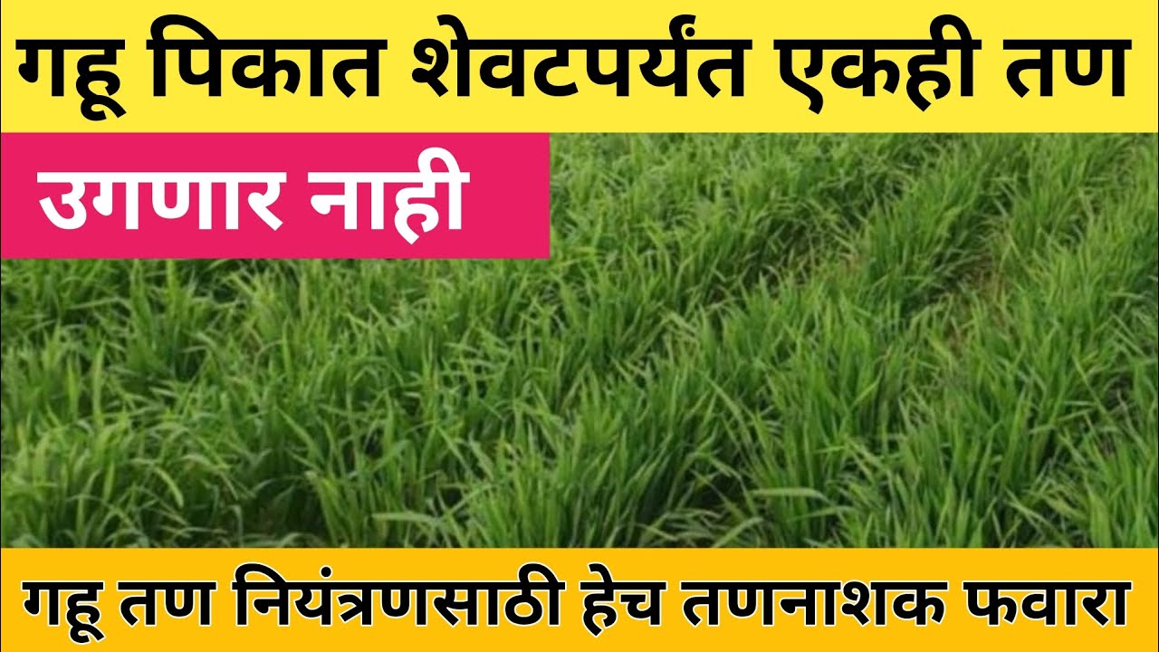 गहू पिकात शेवटपर्यंत एकही तण उगणार नाही / गहू तणनाशक फवारणी / गहू ...