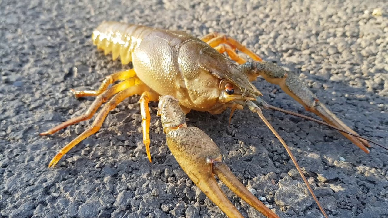 Top 50 curiozitati despre RACUL DE RÂU - YouTube