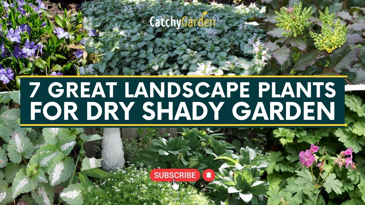 7 Great Landscape Plants for Dry Shady Garden 🌷🍃 // #gardeningtips ...