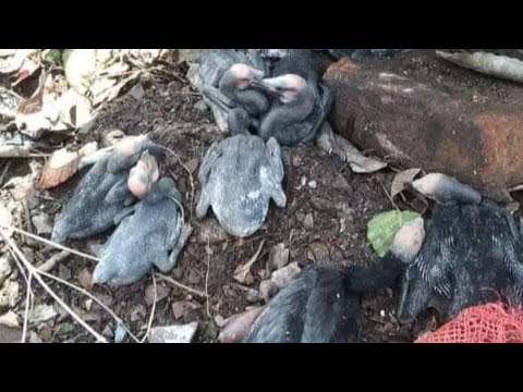 রেল স্টেশনের গাছে কোপ, মৃত শতাধিক পাখি || news diganta barta - YouTube