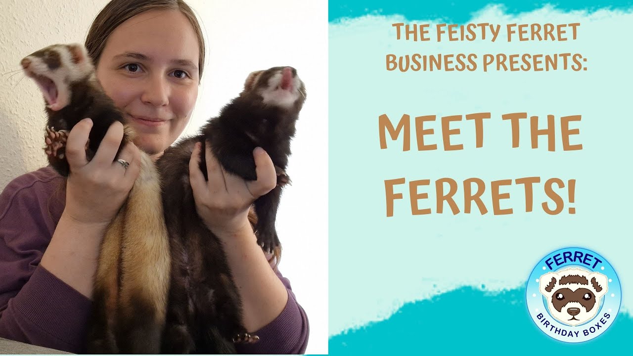 MEET THE FERRETS!/Ferret Room Tour+Introductions - YouTube
