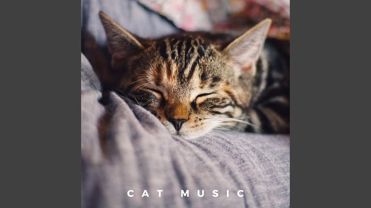Enjoyable Cat Music - YouTube Music