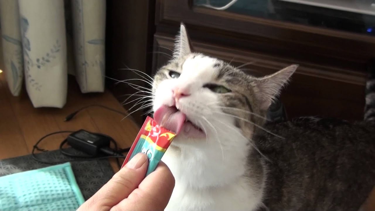 Ciao Cat Treats Video #2 - YouTube