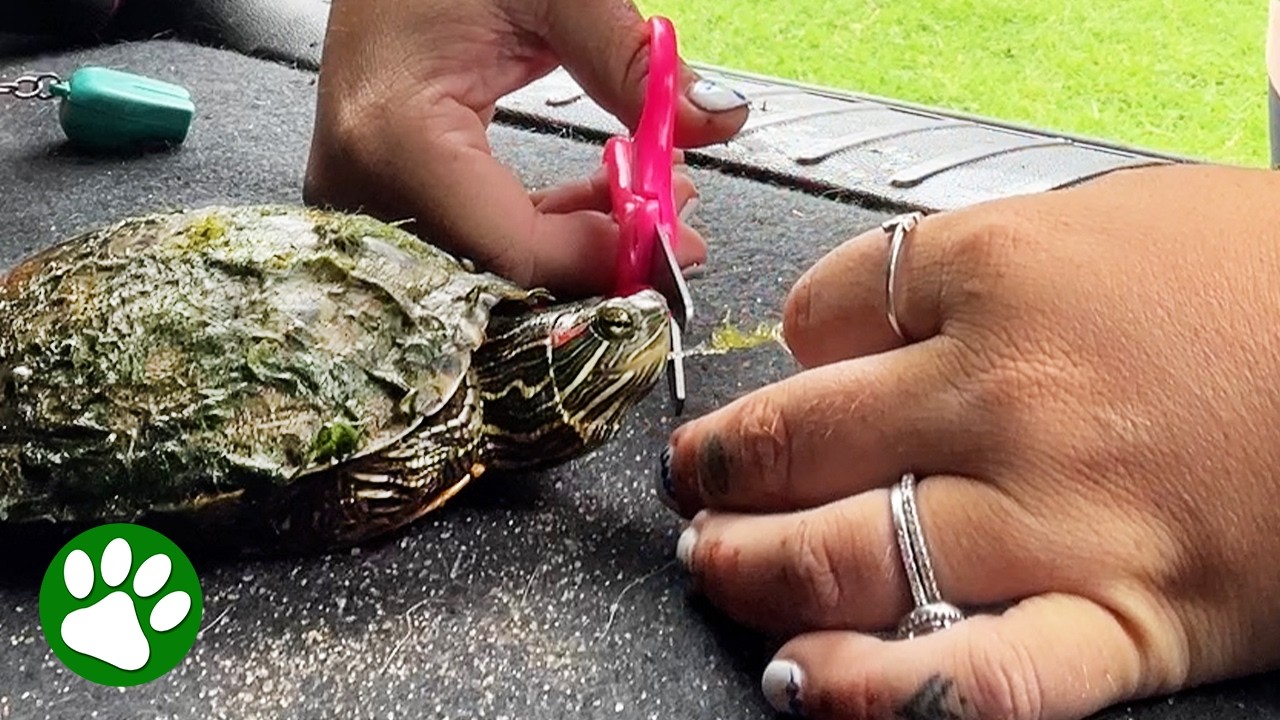 Woman Saves Turtle With Fishing Line Stuck in His Jaw - YouTube
