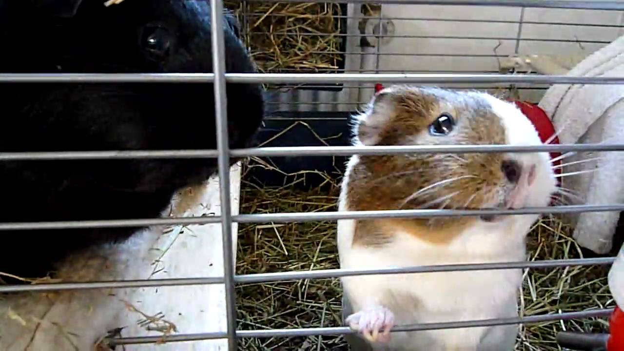 When guinea pigs fancy something good [HD] - YouTube