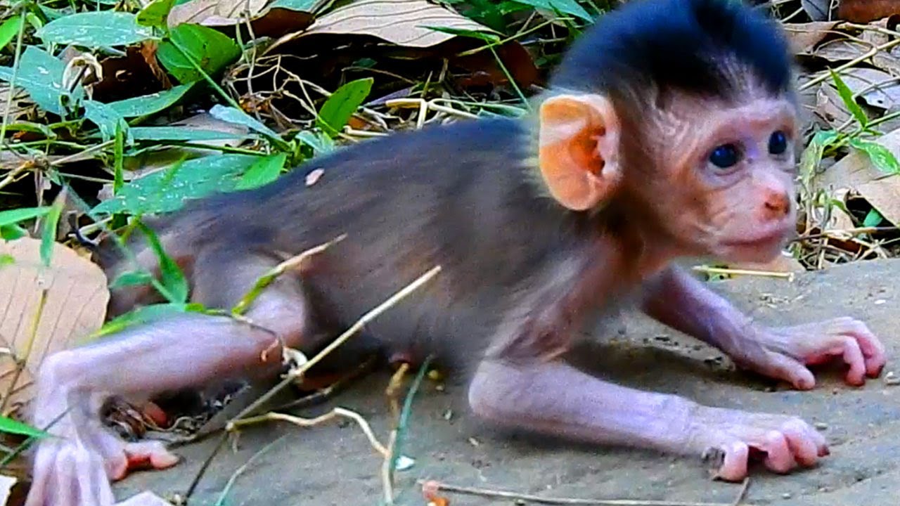 Healthy Tiny monkey walking slowly to catch mom - YouTube