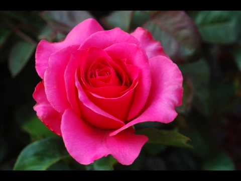 Oto Stop Bursali Leman