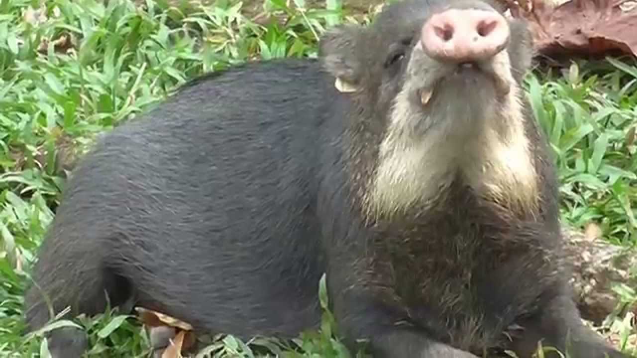Cerdo labio blanco, pecarí o Zaíno!! Ataque inesperado!! Llanos de ...
