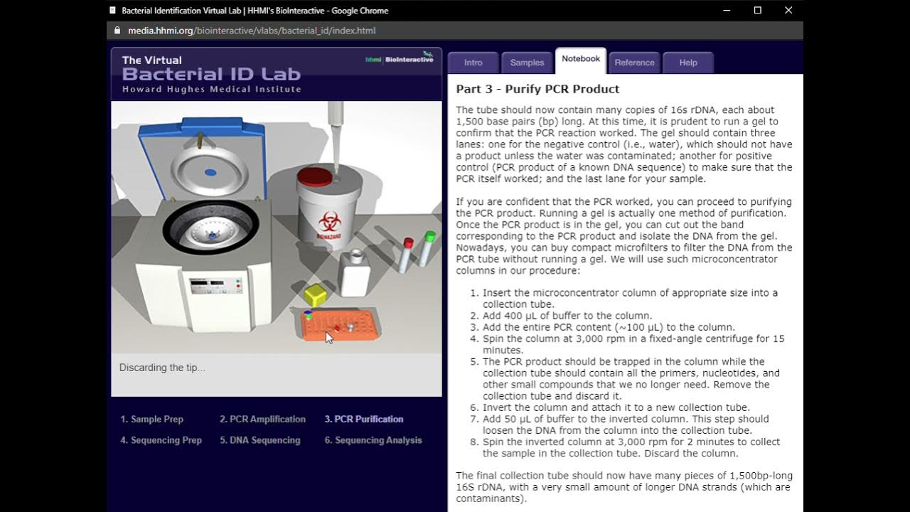 Bacterial Identification Virtual Lab HHMI's BioInteractive | Ceydy Lazo ...