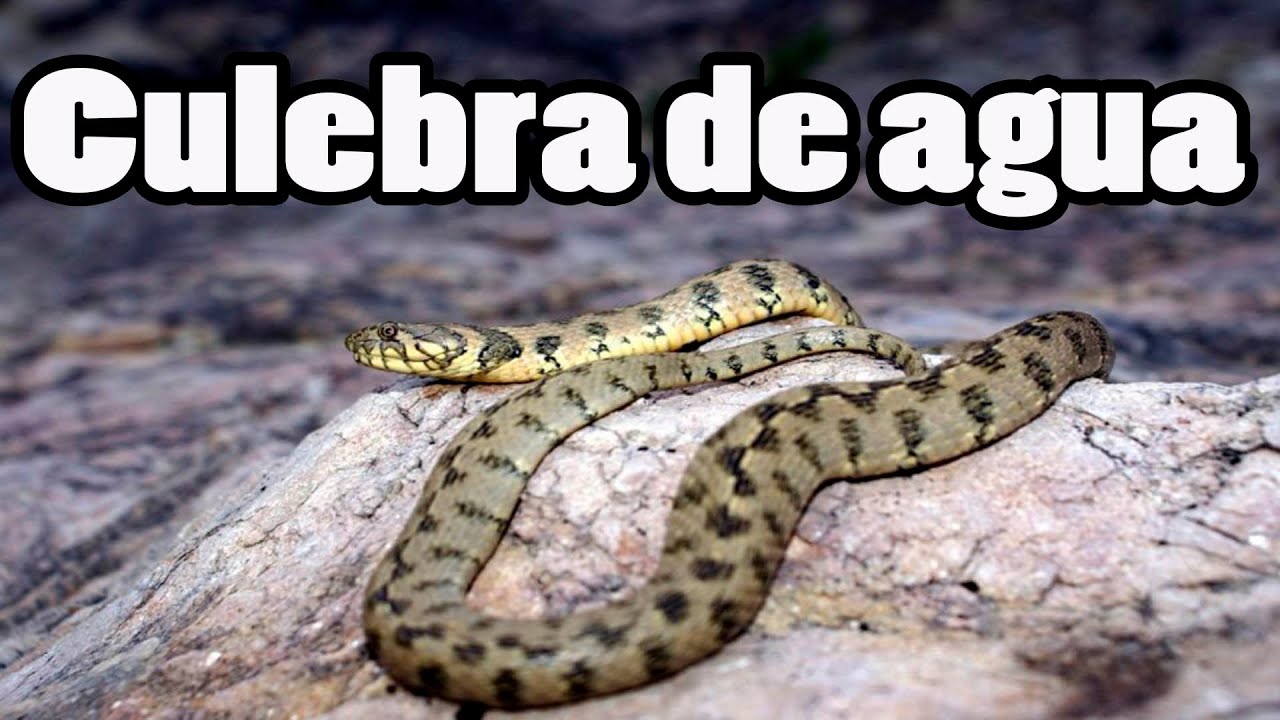 Culebra viperina, Natrix Maura una culebra muy común en España - YouTube