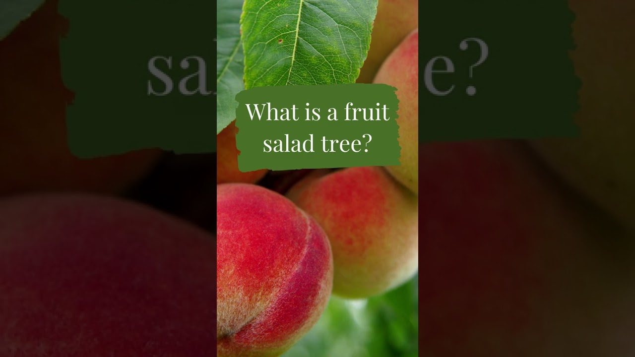 What is a fruit salad tree? Beginner gardening tips - YouTube