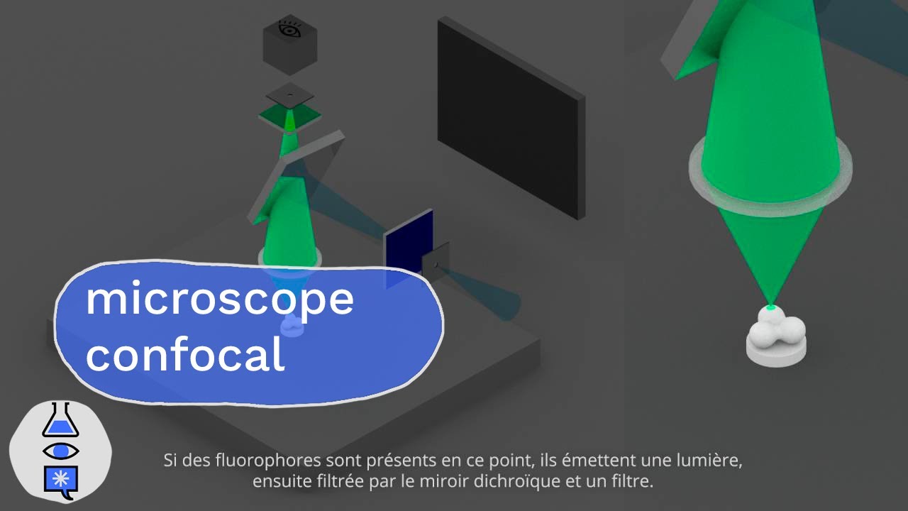 Animations sur les microscopes : Microscope à fluorescence et confocal ...