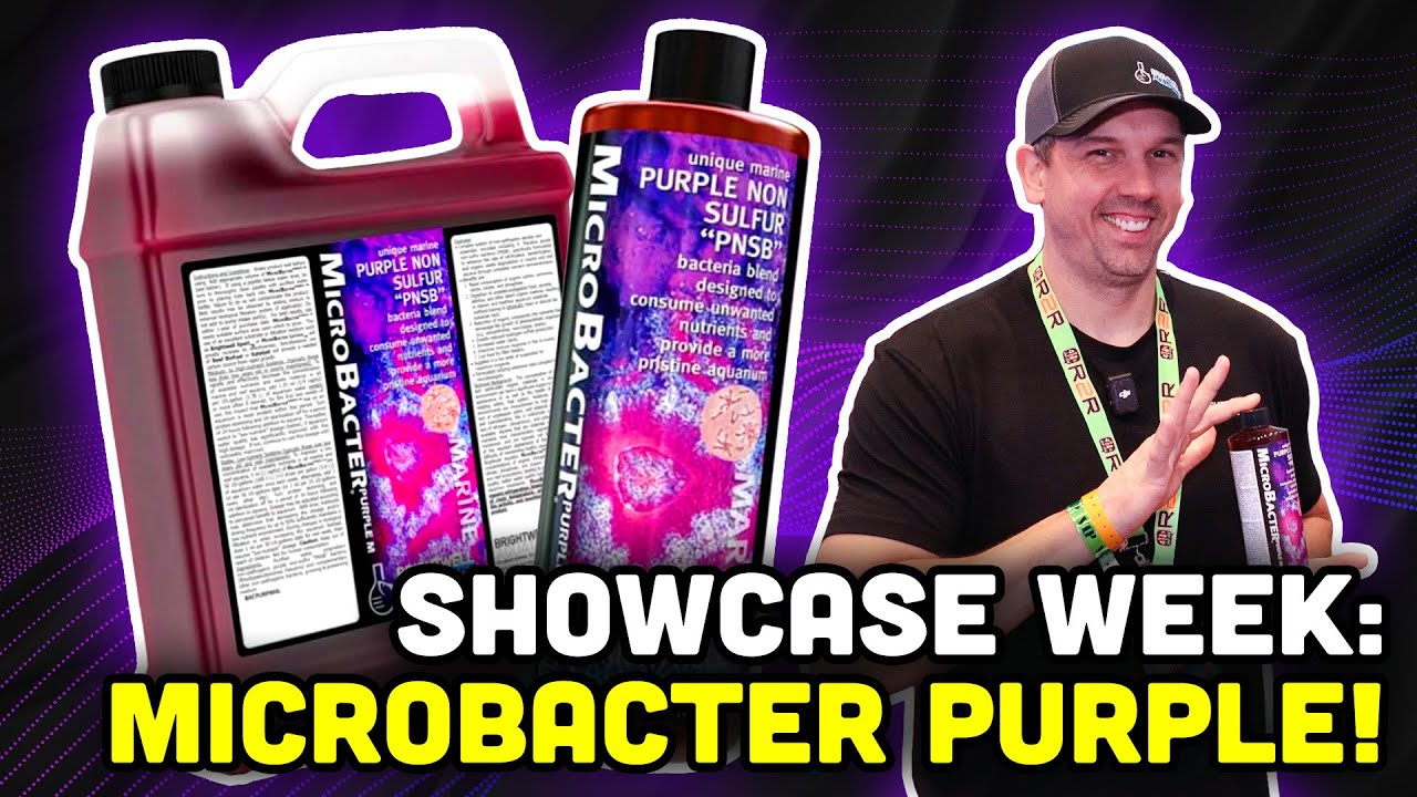 Introducing MicroBacter Purple! The ULTIMATE Bacteria for Your Reef ...