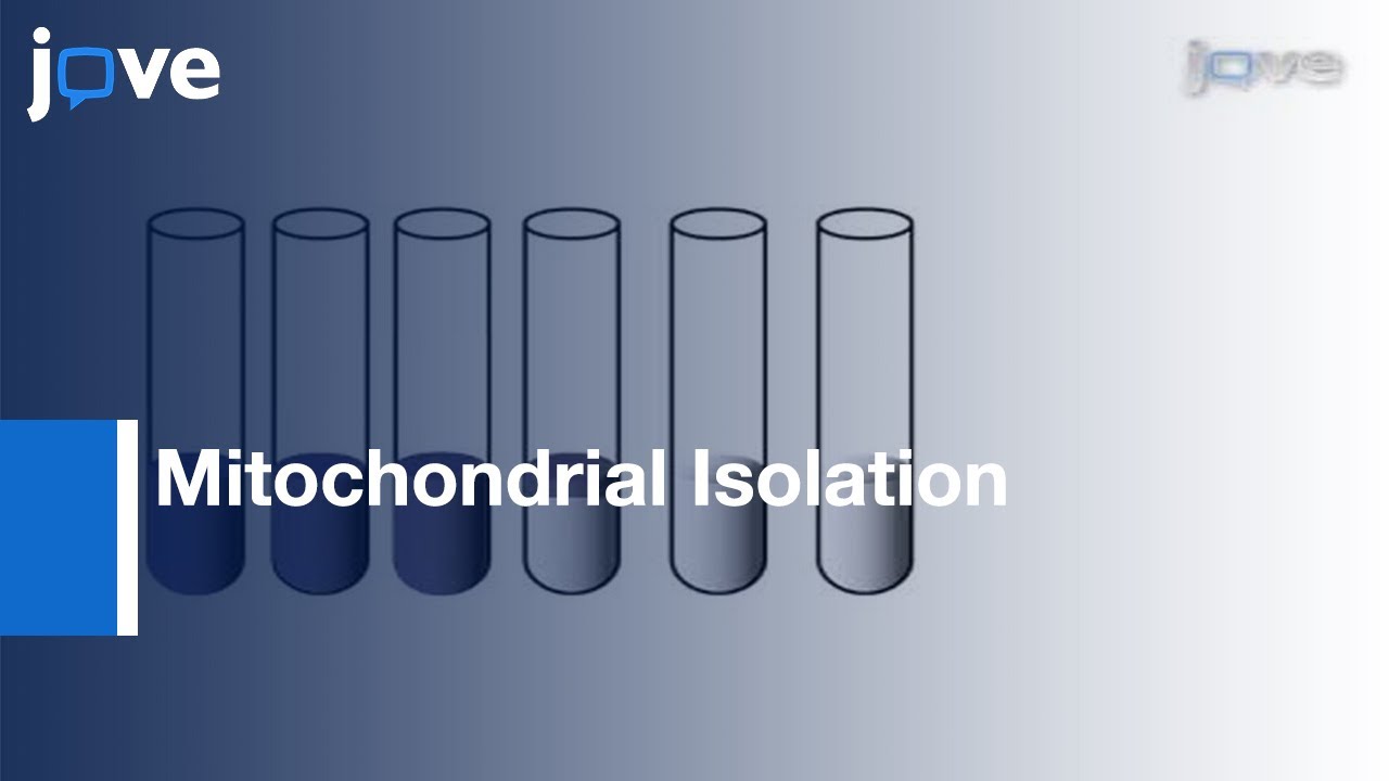 Mitochondrial Isolation From Skeletal Muscle l Protocol Preview - YouTube