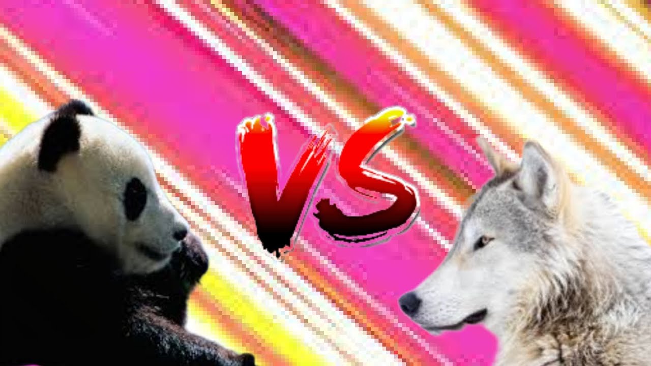 Giant Panda VS Grey Wolf - YouTube