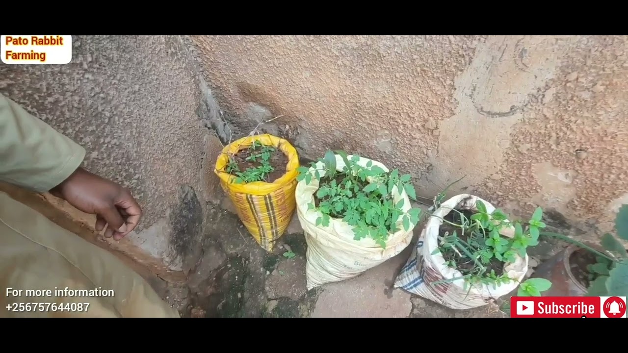 Rabbit Farming In Uganda ( Never Give up In Life ) - YouTube