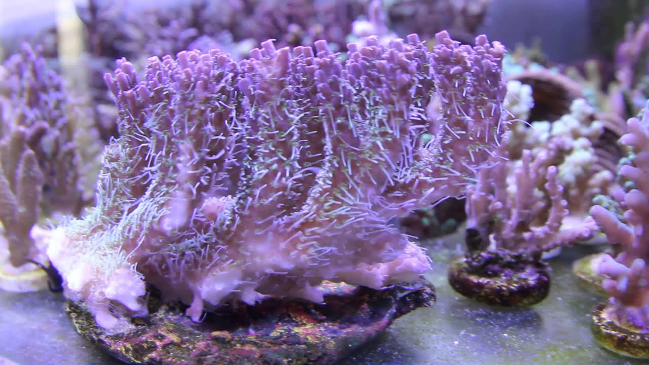 "Acropora Hyacinthus" - YouTube