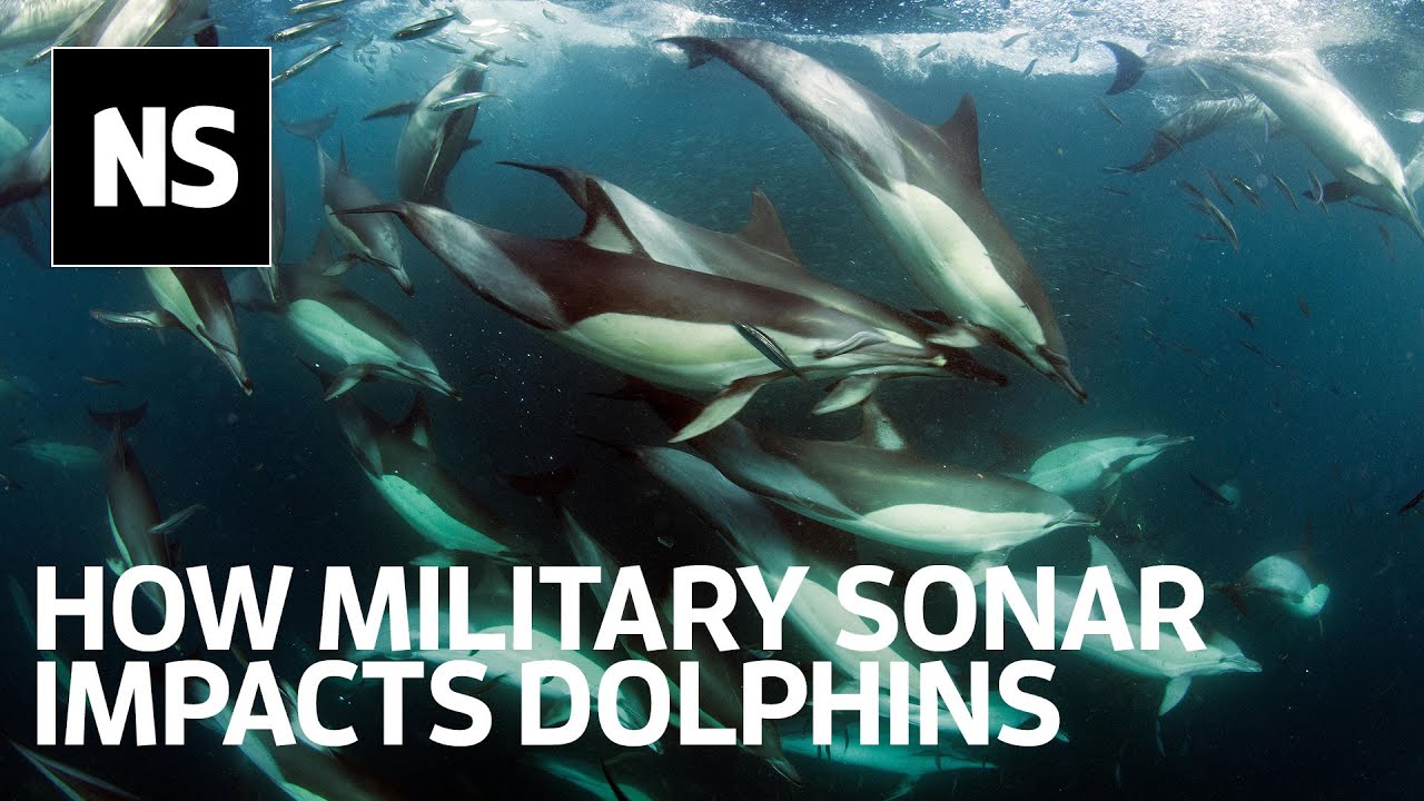 How military sonar impacts dolphin social dynamics - YouTube