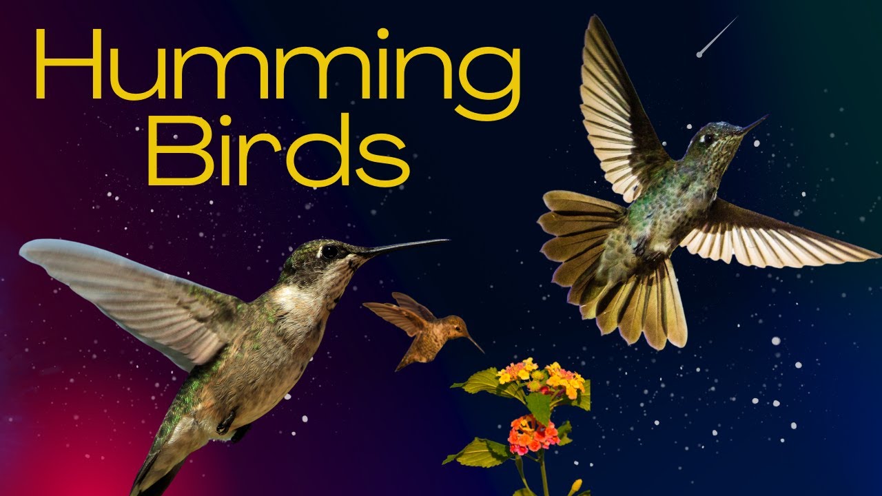 Facts you didn't know about Hummingbirds - YouTube