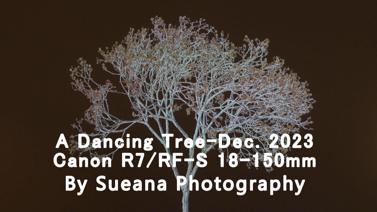 Dancing Tree-Dec. 2023-4K Video-Canon R7/RF-S 18-150mm - YouTube