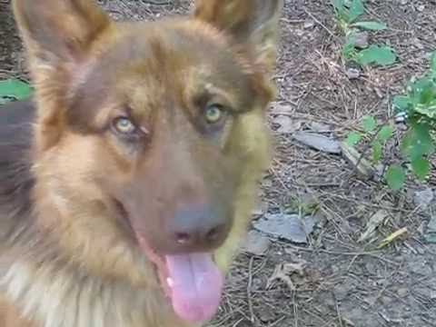 German Shepherd with yellow eyes - YouTube
