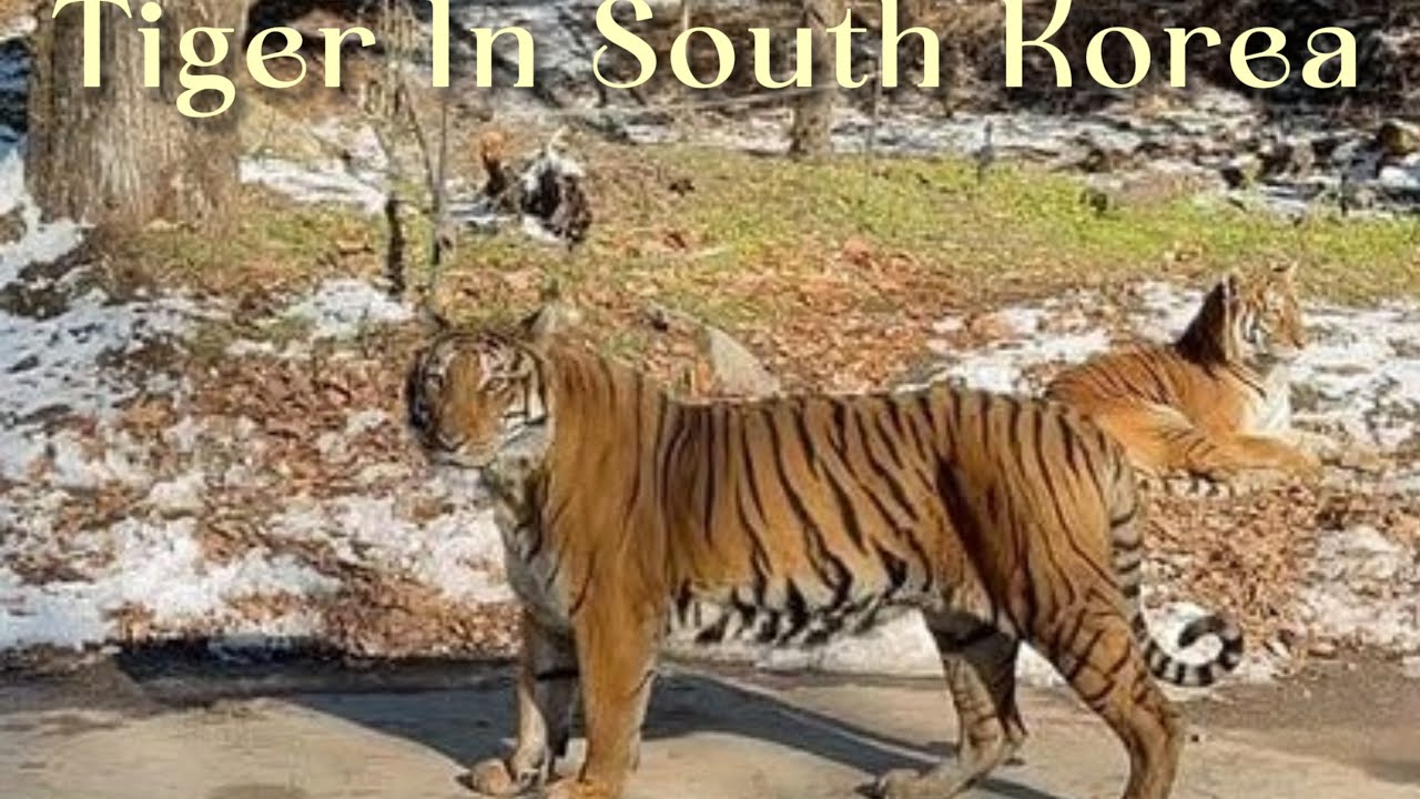TIGER COME NEAR TO THE TOURIST - YouTube