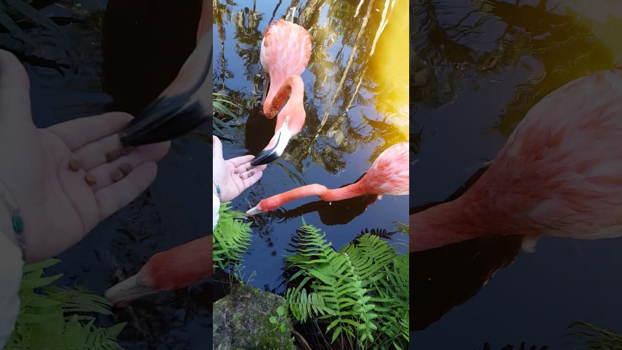 Hand Feeding Flamingos - YouTube