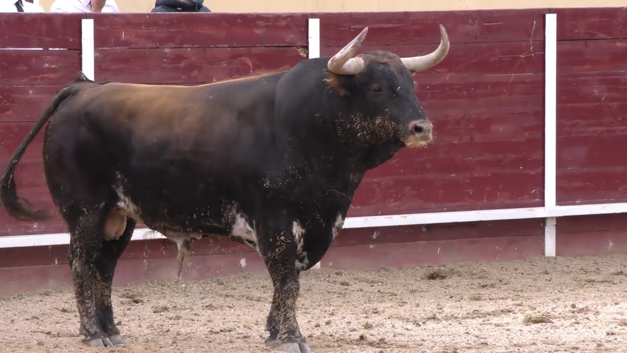 SISI GELAP ADU BANTENG #pustakasukma #banteng #bull #adubanteng # ...