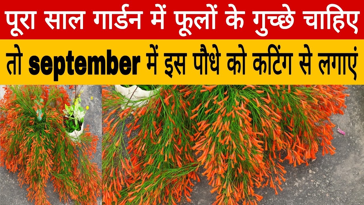 Firebush Plant Care |How to grow Firebush Plant from cutting - YouTube