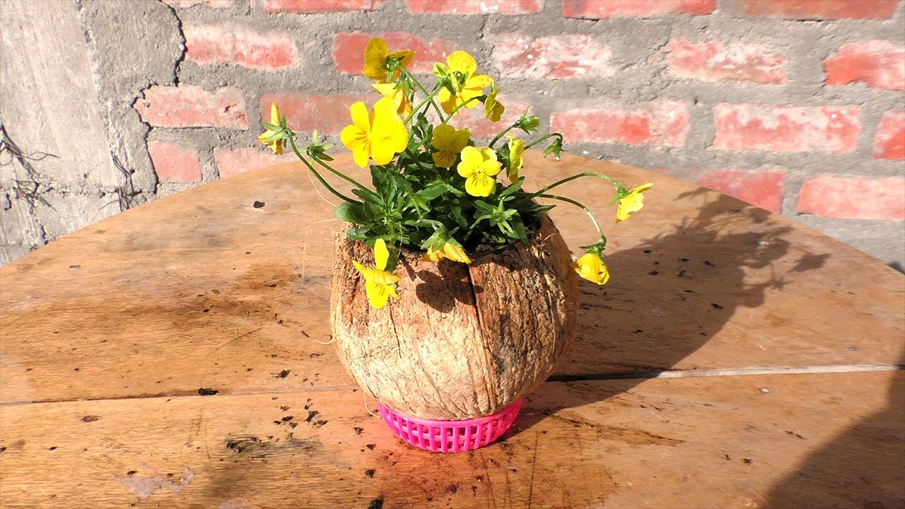 How To Make a Coconut Pot | Coconut Pot Plant | Coconut Flower Pot with ...