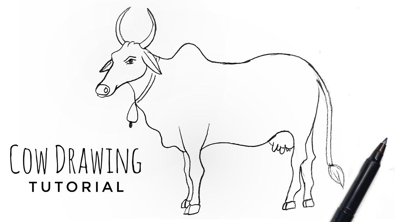 How To Draw Cow Drawing- Easy Way Step By Step Tutorial. - YouTube