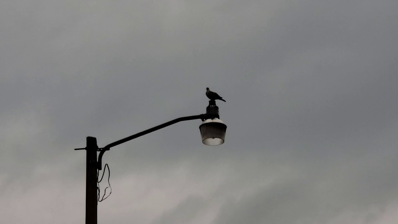 Good morning dove - YouTube