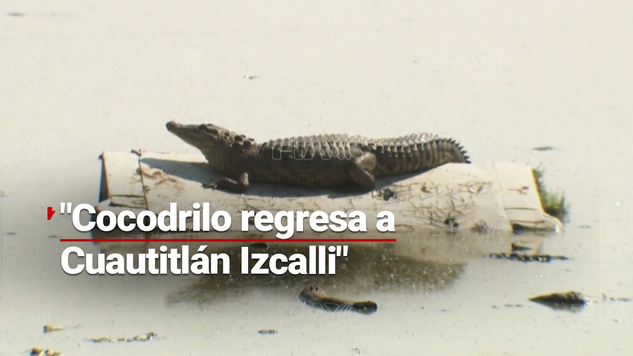 Reapareció el cocodrilo de Cuautitlán Izcalli; el reptil ha dado vida a ...
