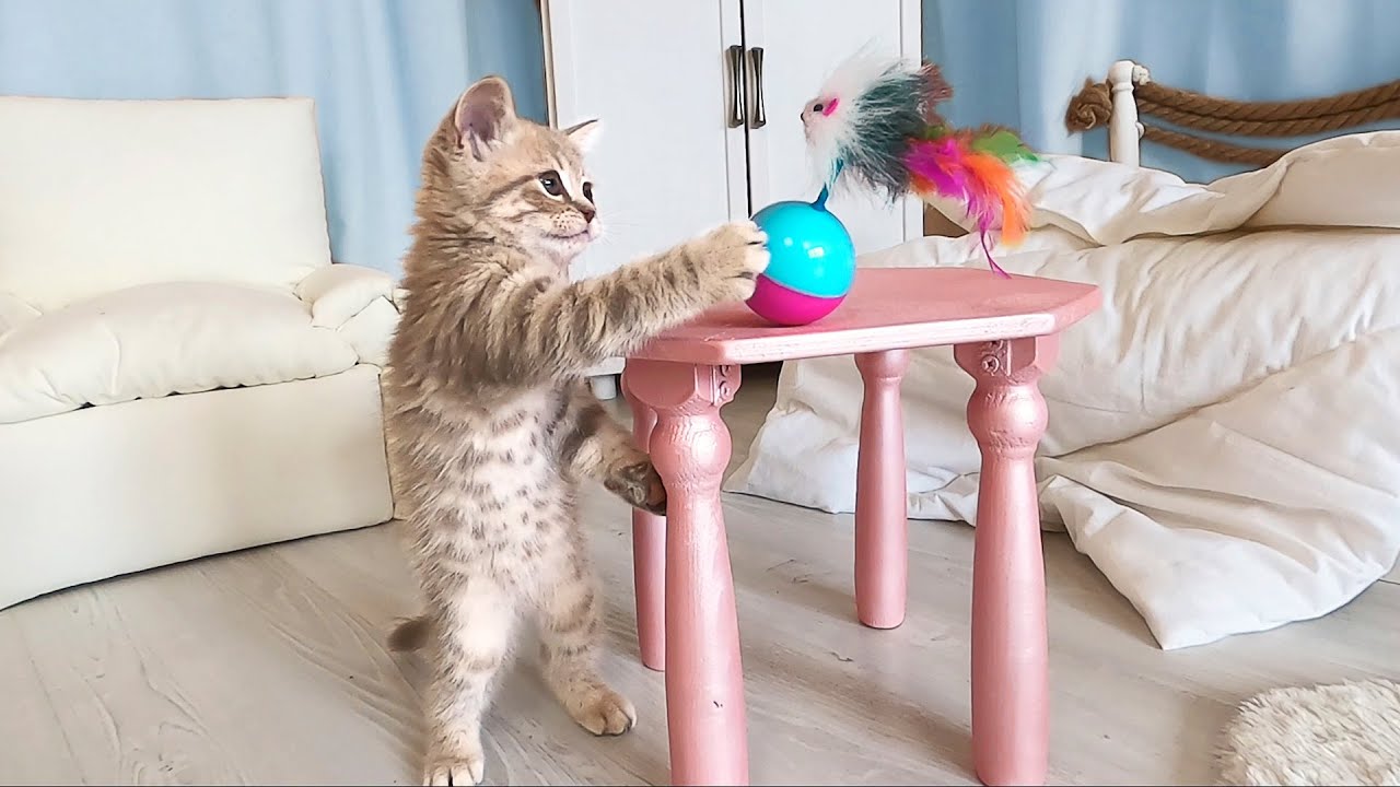 Kitten Mottie Shows How Nimble He Is - YouTube