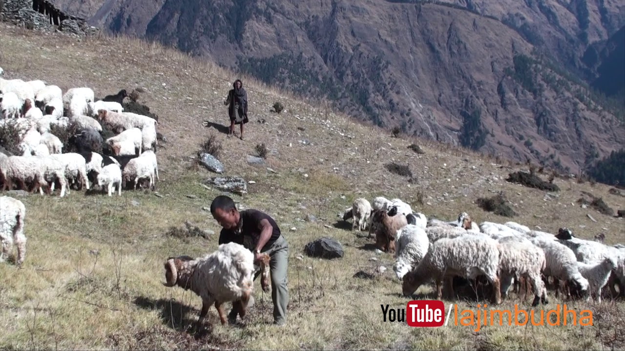 How Does A Shepherd Separate Sheep From Goats