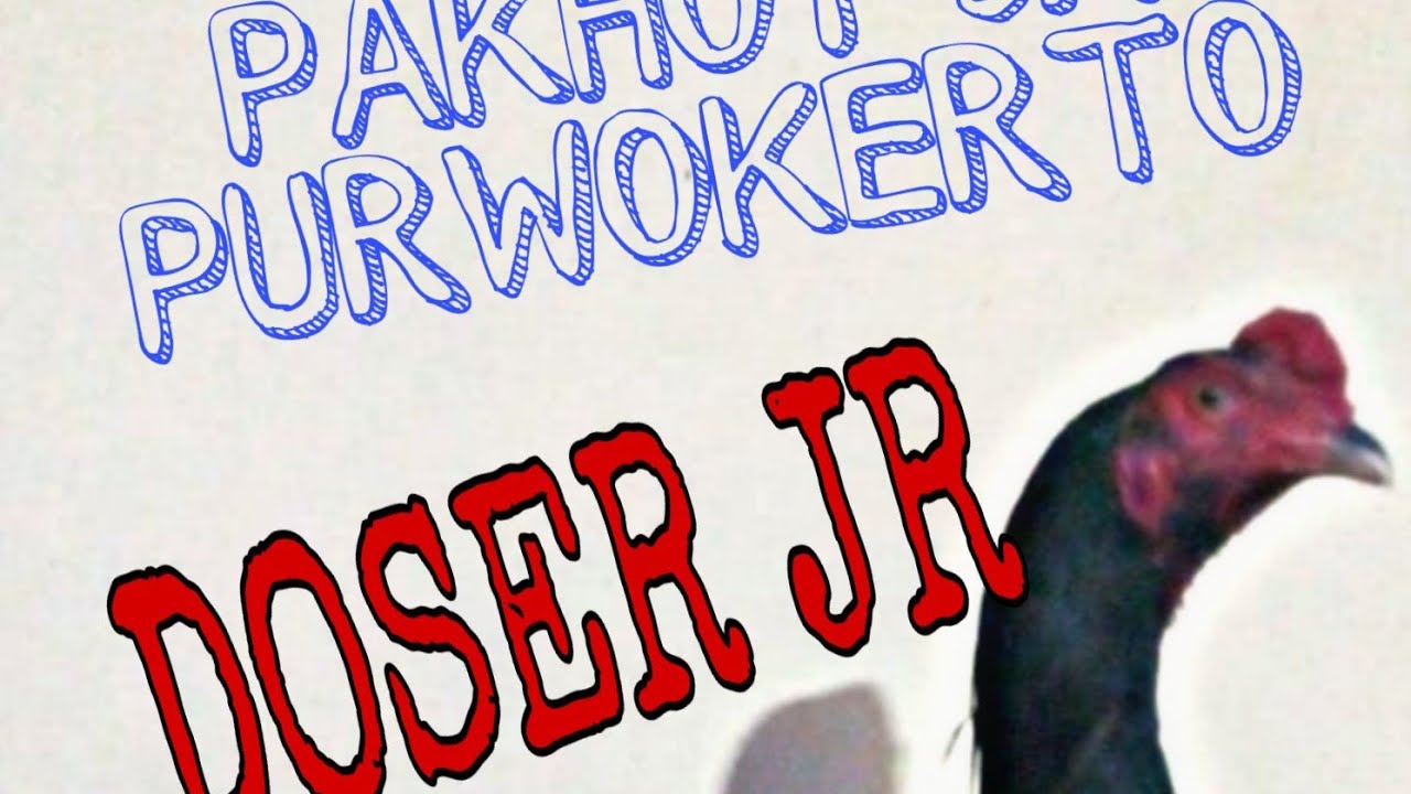 Ayam pakhoy hitam kumbang dan penjelasan singkat tentang dunia ayam ...