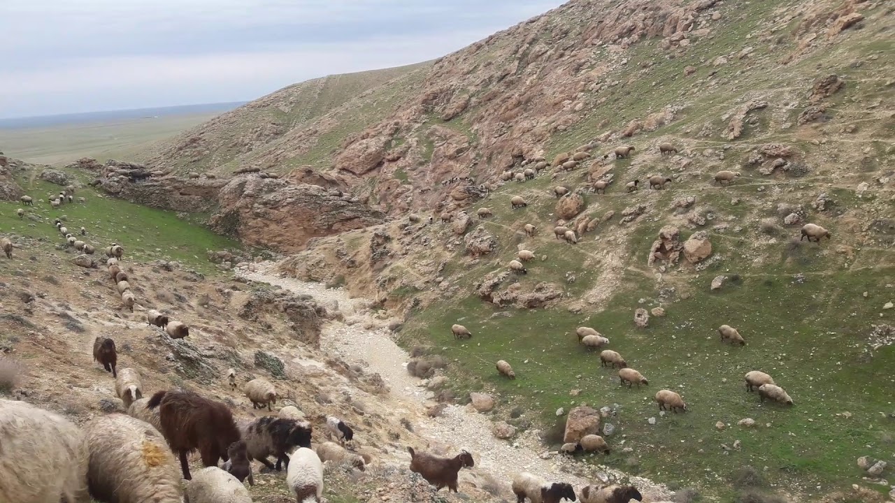 غنم جبل شنكال Aamir Sinjary. فلكلور شنكال - YouTube