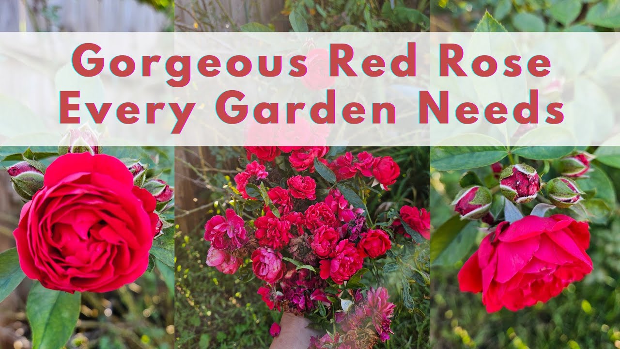A red blooming machine - Florentina climbing rose - you need this ...