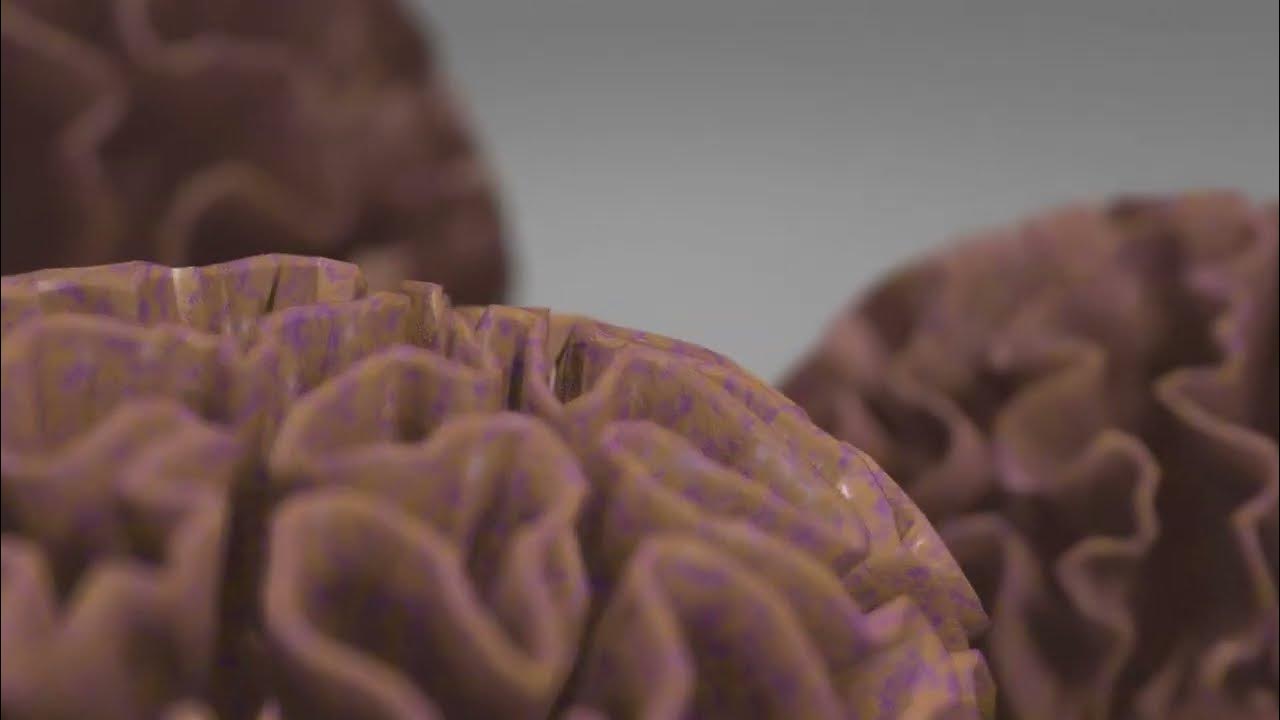 Differential Growth Addon in Blender | Práctica - YouTube