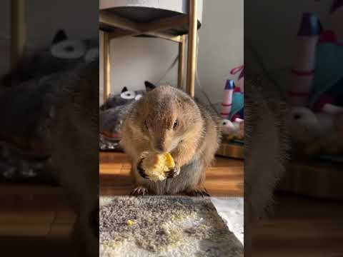 Poppy the Prairie Dog is going live! - YouTube