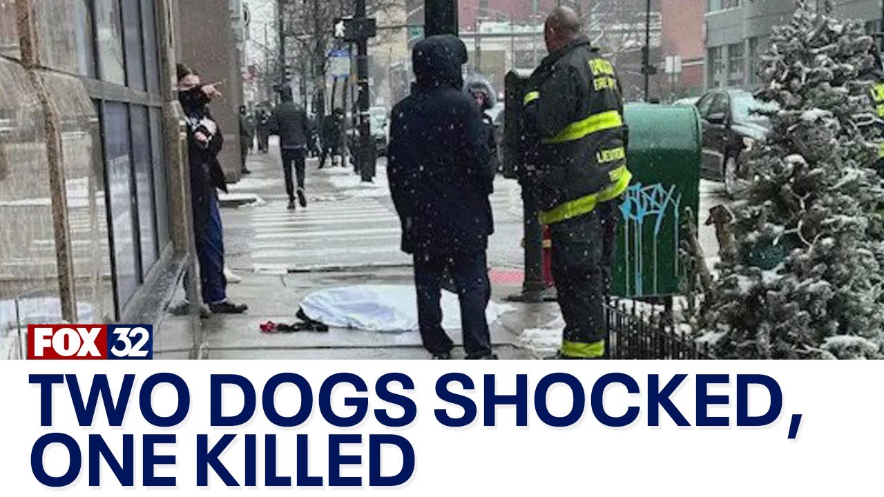 Dog electrocuted, another injured by stray voltage in River North - YouTube