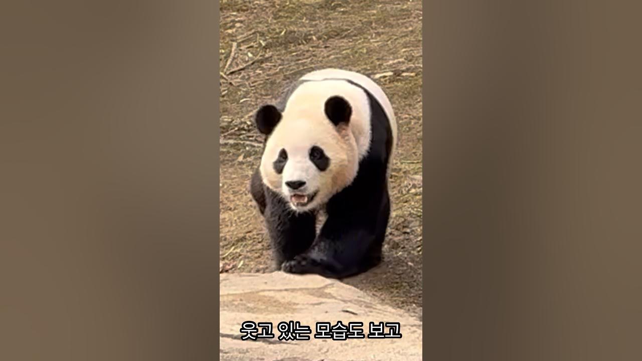 푸바오 마지막으로 보고 온 날 뚠빵아 사랑해 🖤🩶🤎 #福宝 #fubao - YouTube