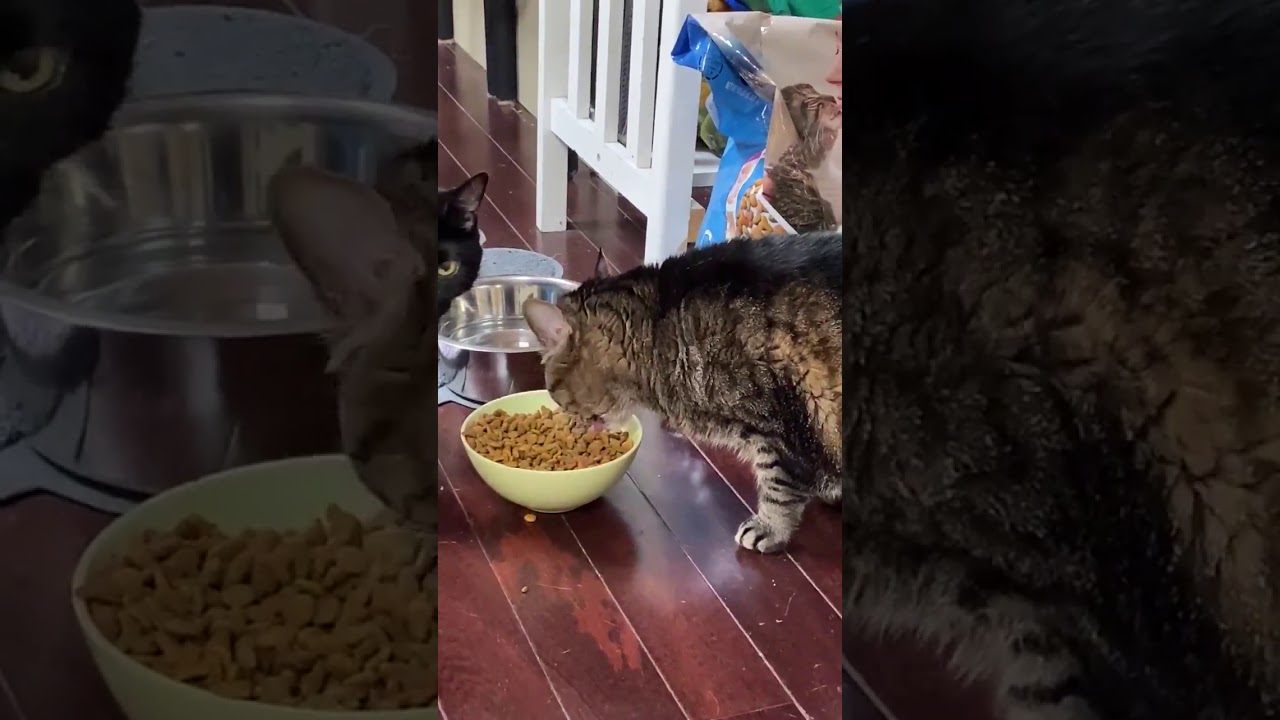 cat eating like a pig - YouTube