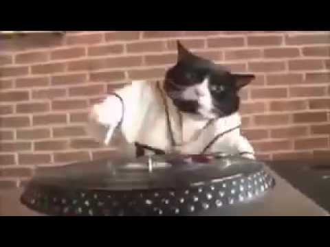 Dj Kitty - Müzikle Coşturan Çılgın Kedi