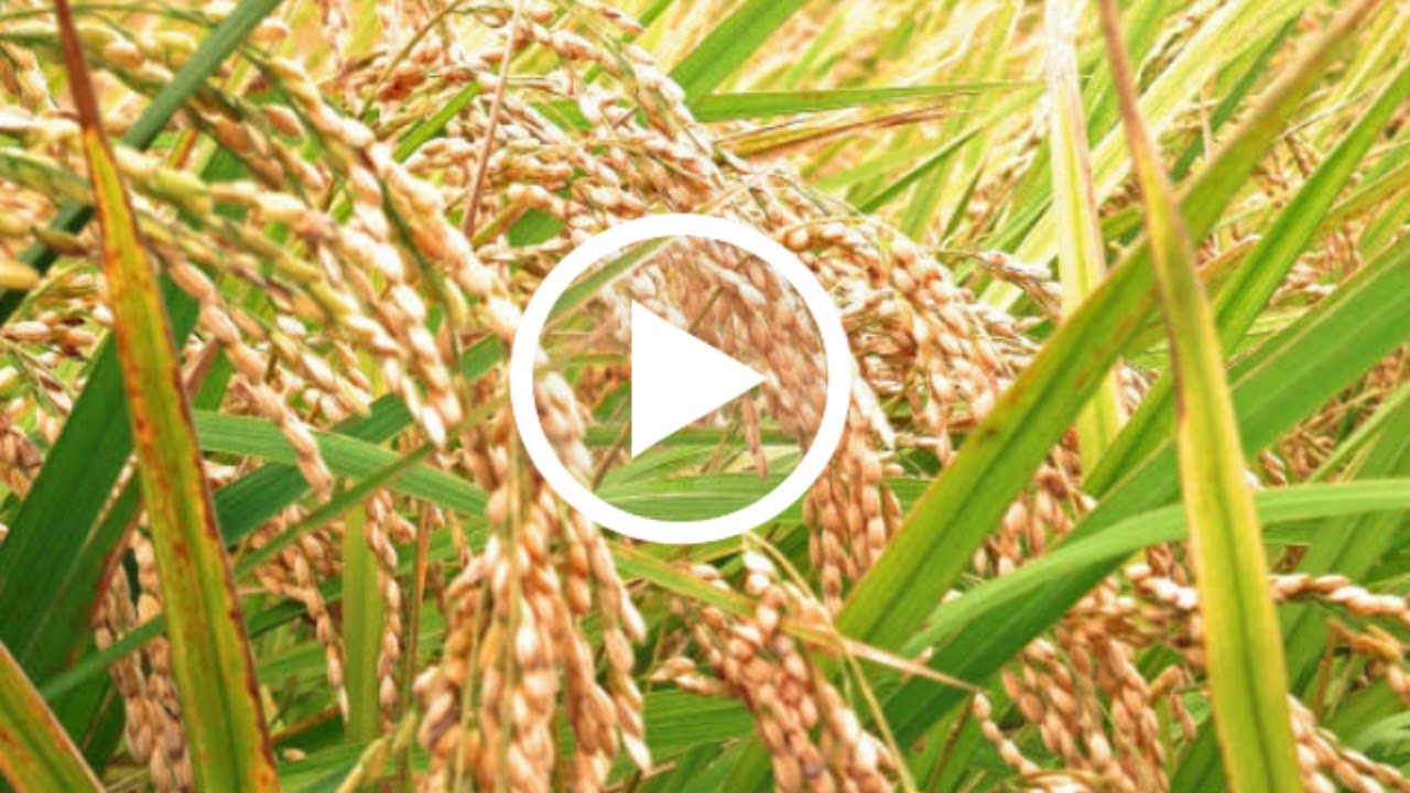 Rice Farming: Step-by-Step Guide to Cultivating Your Own Crop - YouTube